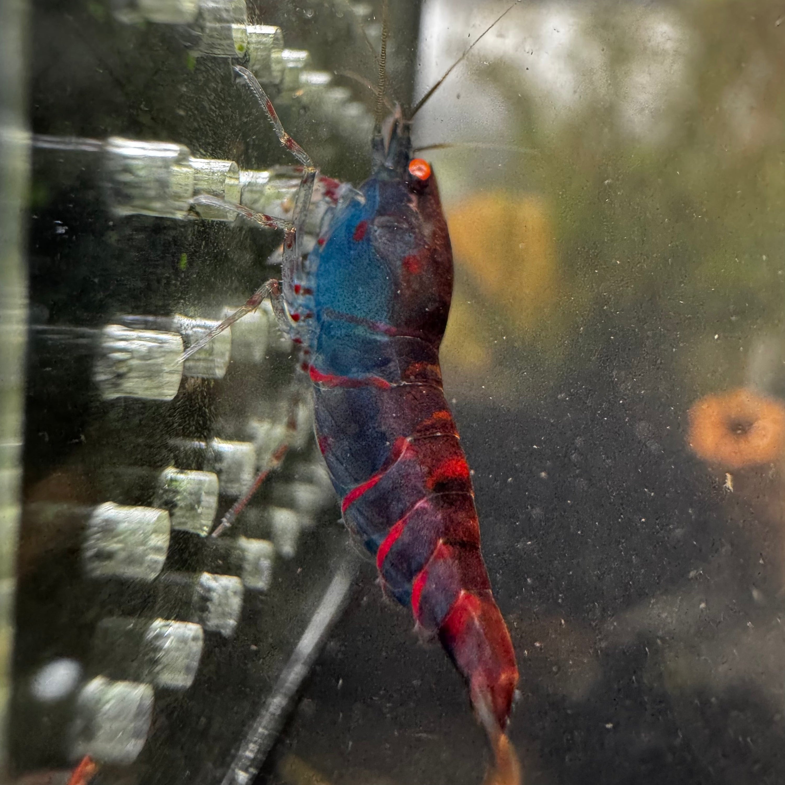 Shrimp Aquarium Setup Guide: Create a Thriving Ecosystem for Beginners ...