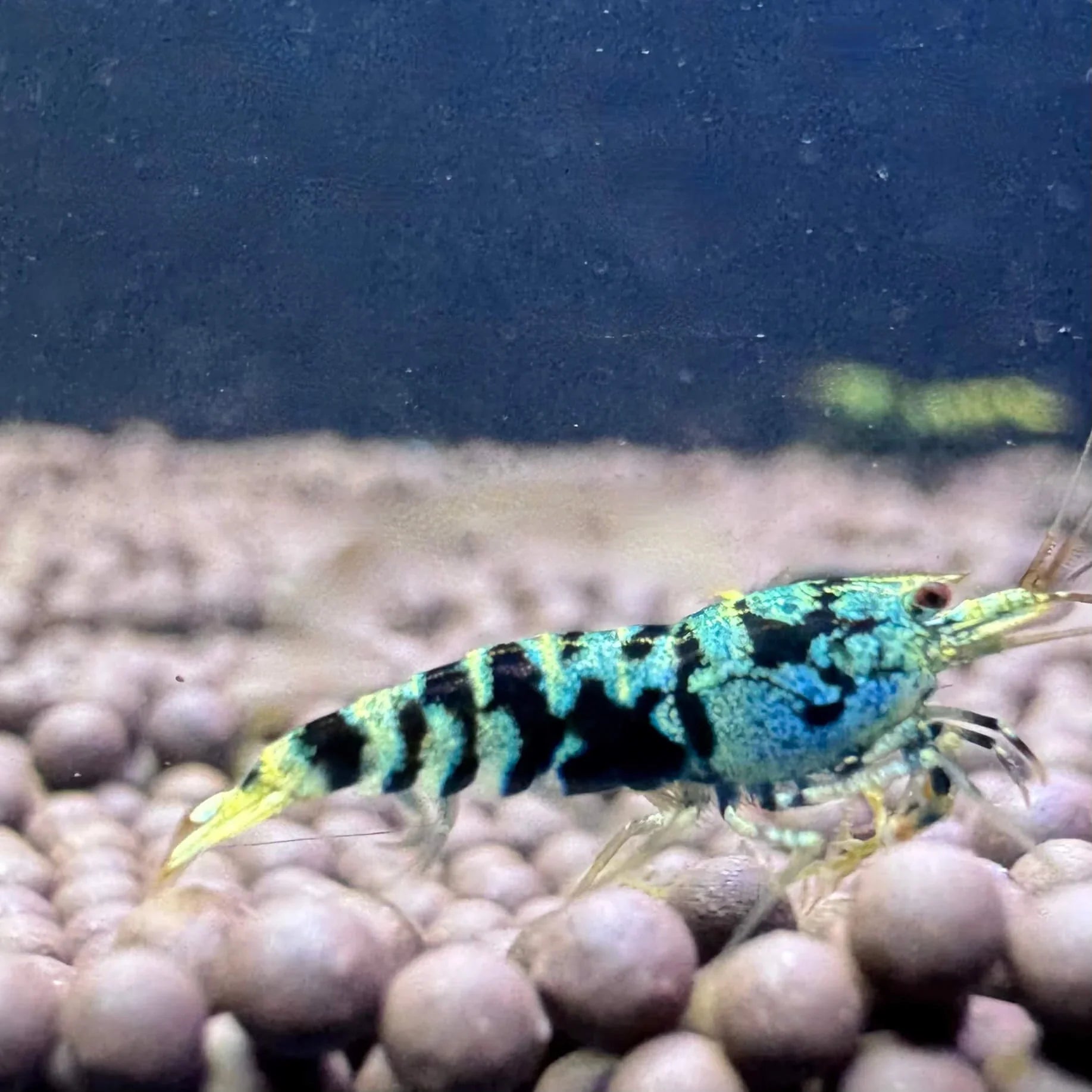 Crossbreeds: Pinto, Fancy Tiger, Galaxy, Boa, Nanacy – Teacher's Pet