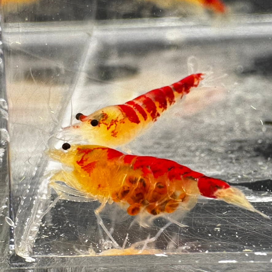 Premium Freshwater Shrimp for Sale | Live Arrival Guarantee – Teacher's Pet