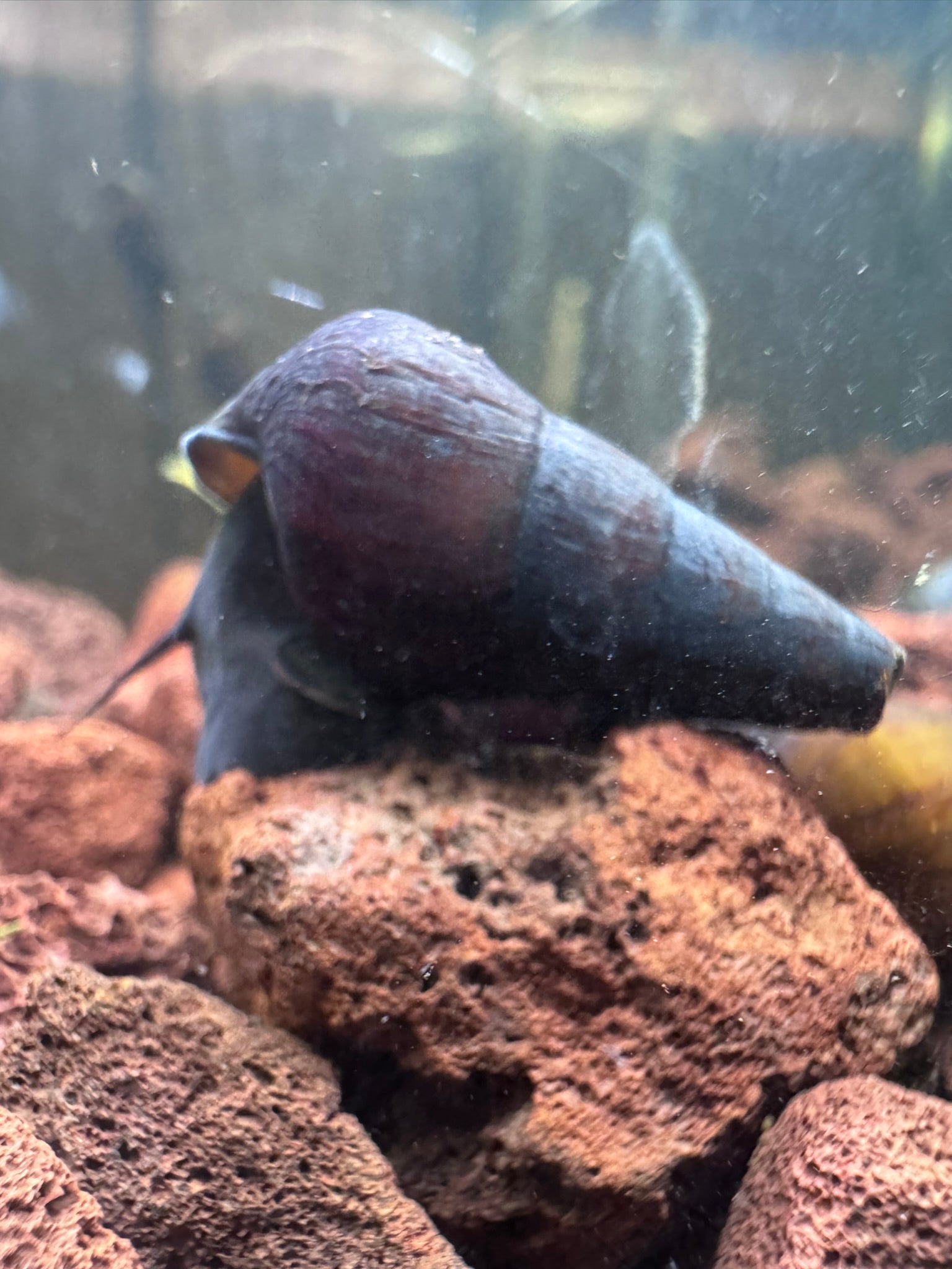 Dwarf Black Rabbit Snail (Tylomelania sp.) – Teacher's Pet