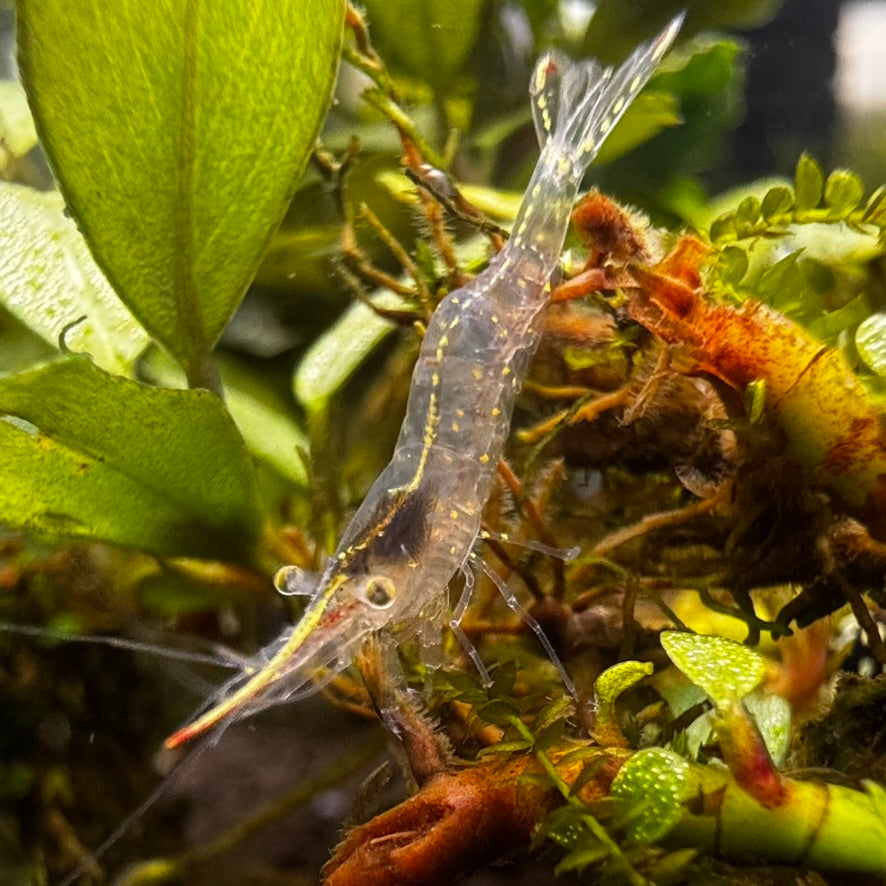 Red Nose Pinocchio Shrimp | Algea Cleanup Crew | Teacher's Pet