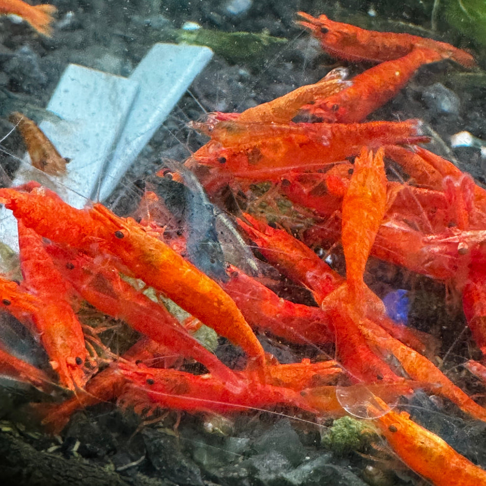 Buy Blood Orange Neocaridina Shrimp: Vibrant Freshwater Aquarium ...