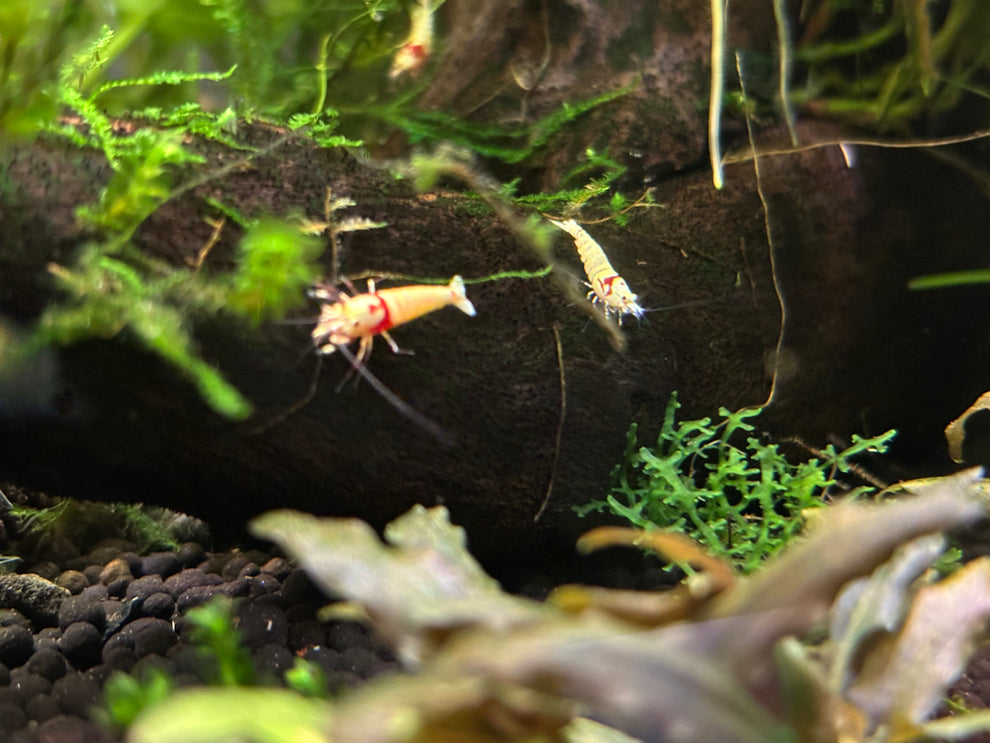 Crystal Red PRL Shrimp S/SSS Grade – Teacher's Pet